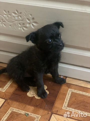 Собака цвергшнауцер