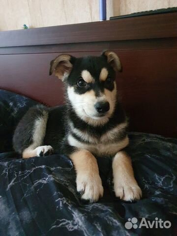 Красавица Агата