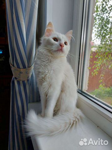 Кошка турецкая ангора