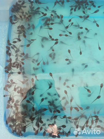 Головастики