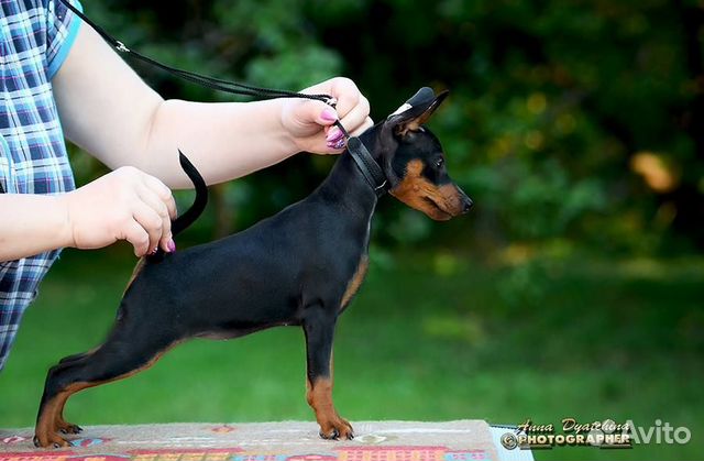 Мини доберманчики