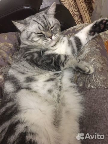 Кошка