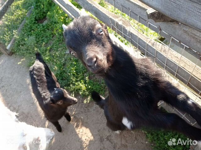 Козлята Ла манча