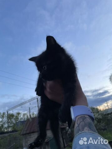 Котенок черная турецкая ангора