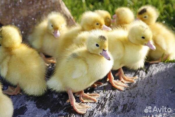 Утята Мулард (7 дней)