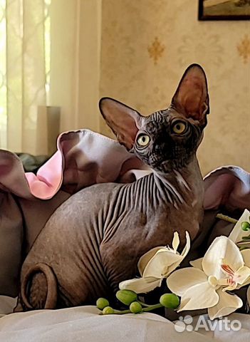 Роскошный чёрный котенок, девочка