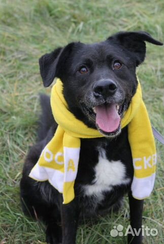 Собака-максималист хочет жить на полную катушку