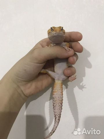 Геккон эублефар