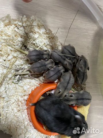 Джунгарский хомяк