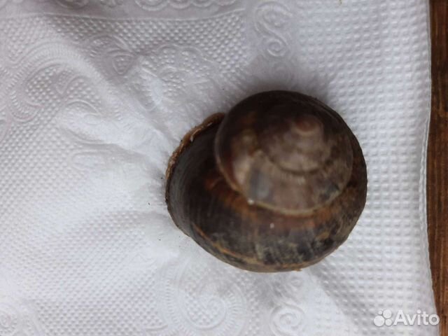 Продам виноградных улиток