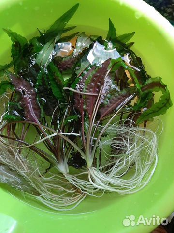 Криптокорина аквариумов растение