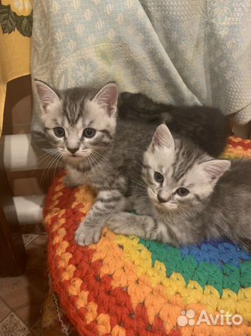 Отдадим котят в добрые руки