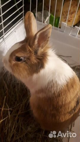 Голландский кролик. Вязка