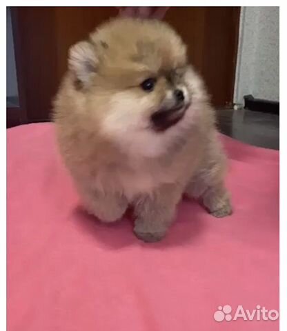 Щенки померанского шпица
