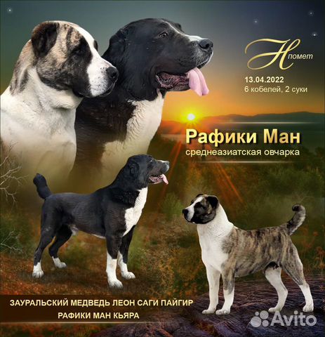 Среднеазиатская овчарка алабай щенки