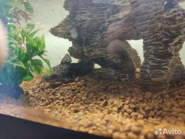 Сом Таракатум (Hoplosternum thoracatum)