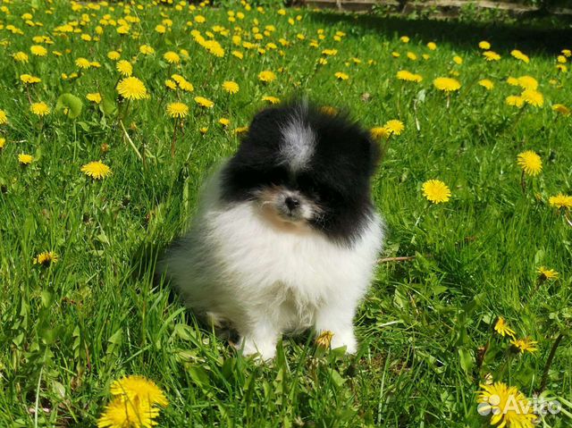 Померанский шпиц супер мини