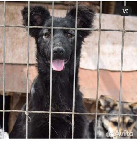 Собака мальчик, Тим ищет дом