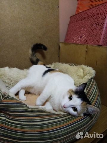 Трехцветка Мурка