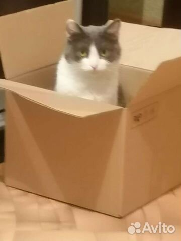 Кошки в добрые руки бесплатно