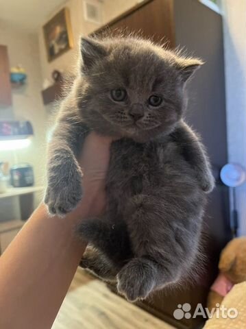 Британская