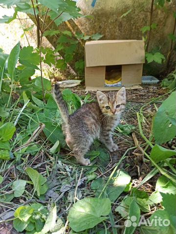 Котенок