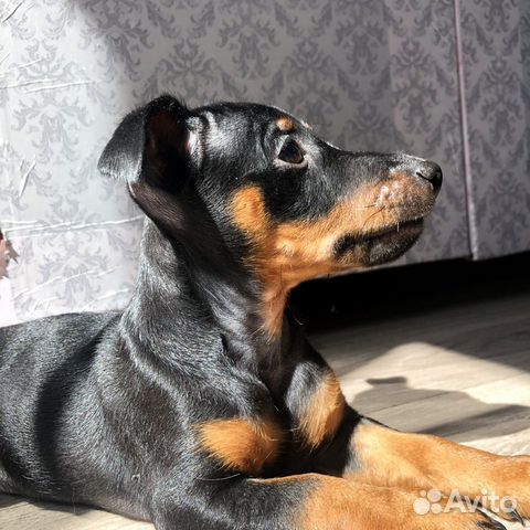 Цвергпинчер