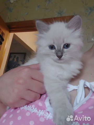 Маскарадный котик