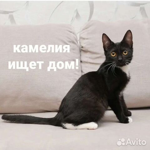 Кошка Камелия