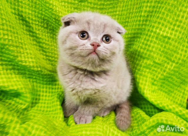 Британские Шотландские котята