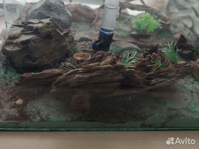 Муравьи Camponotus Nicobarensis