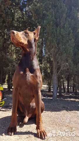 Вязка добермана