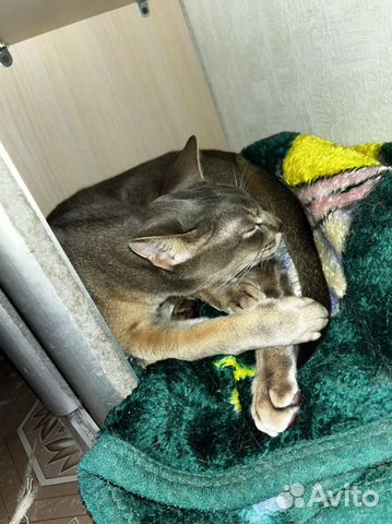 Кот