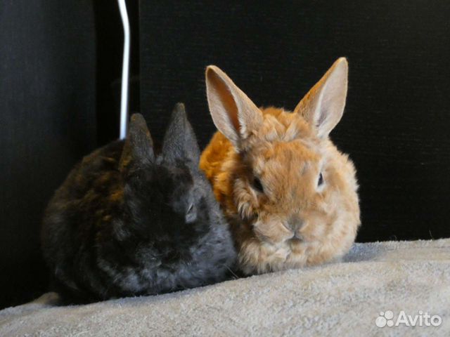 Декоративные кролики породы рекс