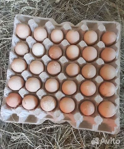 Инкубационное яйцо цесарки
