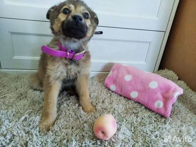 Щенок в добрые руки