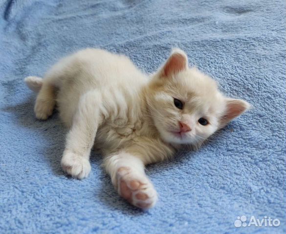 Маленький кремовый котик, в заботливую семью