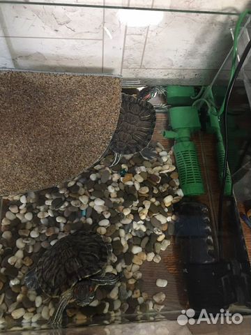 Продам две красноухие черепахи с аквариумом