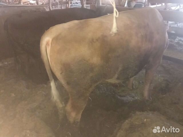 Бычки и быки