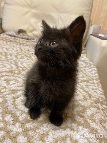 Котёнок очаровашка