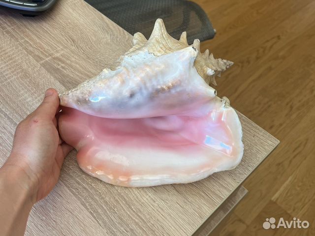 Ракушка морская большая