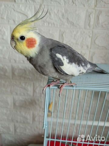 Попугай корелла с клеткой
