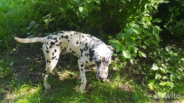 Нашли собаку