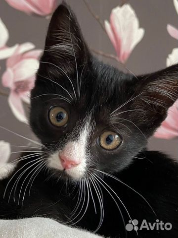 Ищет семью кот-огонь