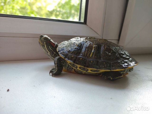 Красноухая черепаха