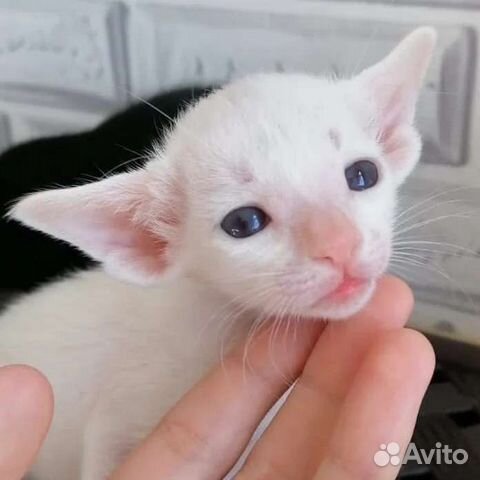 Ориентальные котята