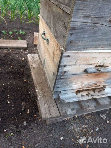 Пчелы с ульями