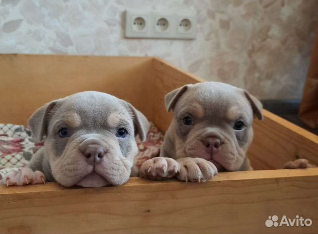 Американский булли