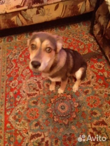 Отдам щенка в добрые руки,подкидыш