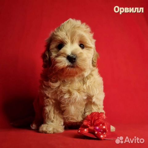 Мальтипу Ф1, малыш Орвил
